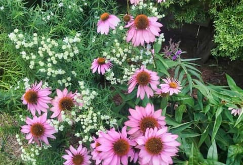 Landscaping - Dante's Native Landscape